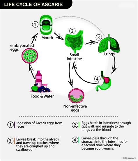 Ascariasis Common Diseases In Humans Causes Symptoms And Treatments
