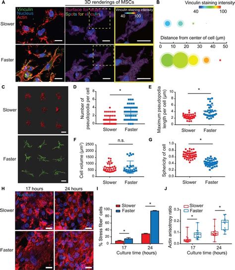 Matrix Viscoelasticity Modulates Cell Morphology And Actin
