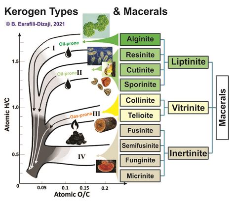 Kerogen Types And Macerals Behrooz Esrafili Dizaji 17 Comments
