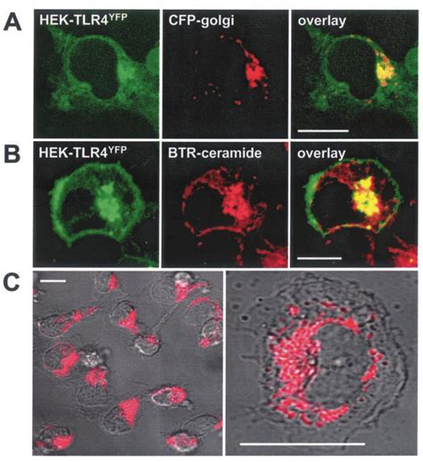 Localization Of Tlr4 To The Golgi Complex Hek Tlr4 Yfp Cells Were