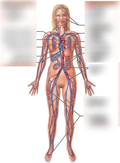 Anatomy Ch 22 Part 2 Diagram Quizlet