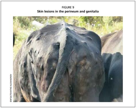 Lumpy Skin Disease Clinical Signs And Postmortem Findings The Dairy Site