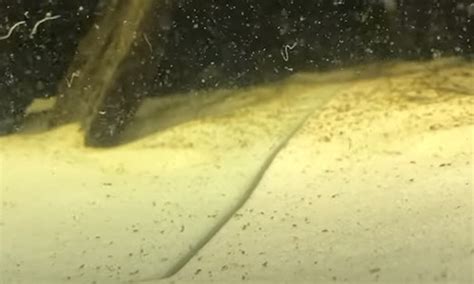 How To Get Rid Of Worms In Fish Tank 8 Effective Methods Much Fish