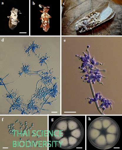 Beauveria bassiana