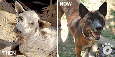 How Do You Treat A Dog For Scabies