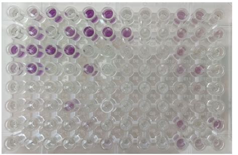 Representative Gen Iii Microplate Showing The Metabolic Fingerprint