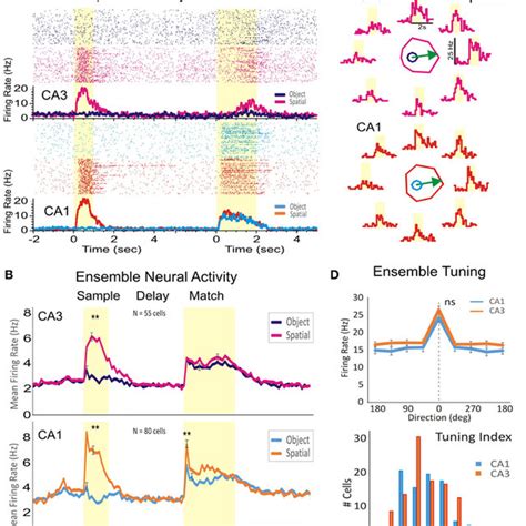 Encoding Of The Spatial Location Of Target Images By Hippocampal Download Scientific Diagram