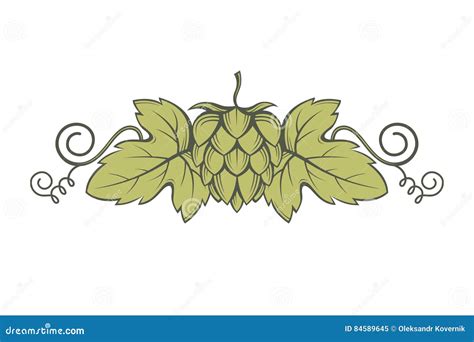 Image Of Hops Stock Vector Illustration Of Lager Agriculture 84589645