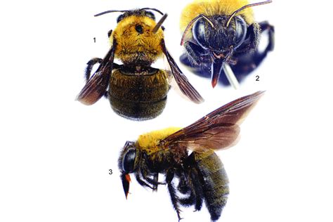 نحل السفير Xylocopa Spp
