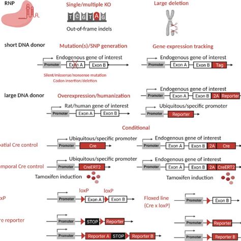 Genetically Modified Rat Models Of Human Genetic Diseases Download Scientific Diagram