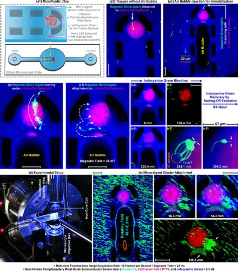 Multicolor Fluorescence Microscopy For Visualizing The Magnetic Download Scientific Diagram
