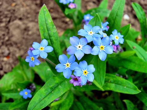 Forget Me Nots Blue Flowers Free Photo On Pixabay