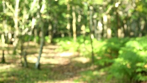 Blurred Birch Tree Forest Stock Footage Video Shutterstock