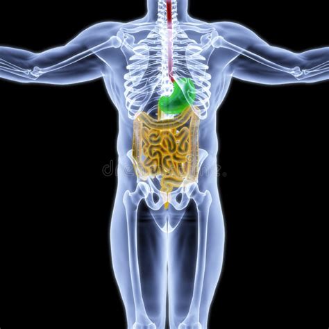 Human Entrails Stock Illustration Illustration Of Guts 13462355 Human Entrails Stock Illustration Illustration Of Guts 13462355