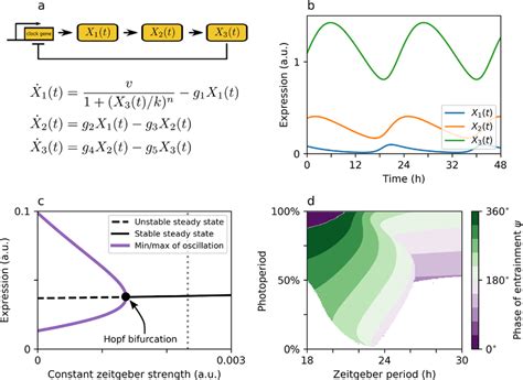 Intrinsic Oscillator Properties Govern Seasonal Entrainment