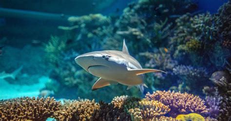 Pet Black Tip Reef Shark