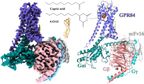 Overall Structure Of The 6 Oau Gpr84 Gi Complex The Left And Right