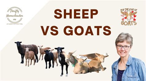 Sheep vs Goats - YouTube