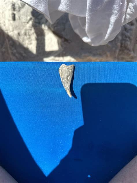 Fossil Identification R Fossils