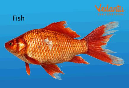 Fish Facts for Kids | Learn Important Terms and Concepts