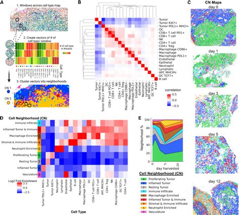 T Cell Mediated Curation And Restructuring Of Tumor Tissue Coordinates An Effective Immune