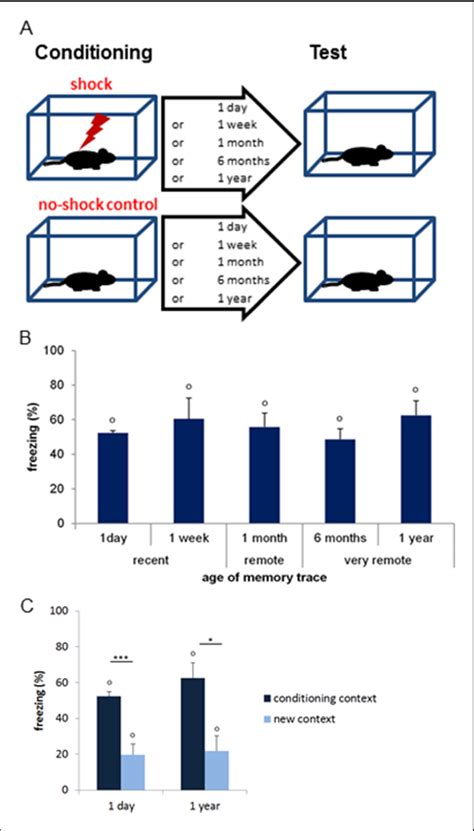 Figure 1 From Imaging A Memory Trace Over Half A Life Time In The Medial Temporal Lobe Reveals A