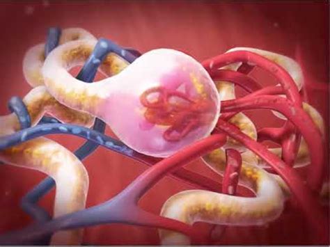 Формирование мочи - YouTube