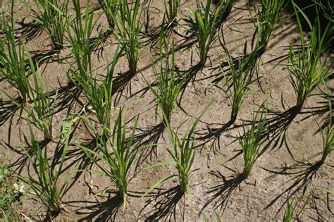 Premium Photo High Angle View Of Grass On Shore