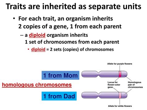 ppt goal 3 03 interpret and predict patterns of inheritance