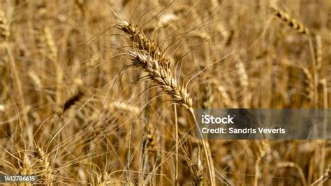 황금 밀밭 아름다운 자연 일몰 풍경 초원 밀밭 숙성 귀의 배경 높은 수율과 생산적인 종자 산업의 개념 세계의 빵 위기 가을에 대한 스톡 사진 및 기타 이미지 Istock