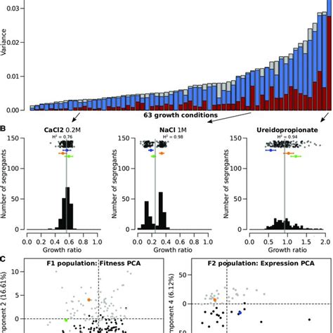 Phenotypic Diversity In Segregating Populations A Distribution Of
