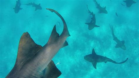 Sharkwater Extinction Review