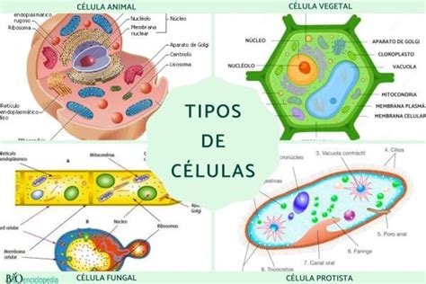 Tipos De Células Qué Son Partes Y Funciones Resumen Y Esquemas