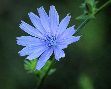 Wild Chicory Flower Photograph By Dennis Lundell Fine Art America