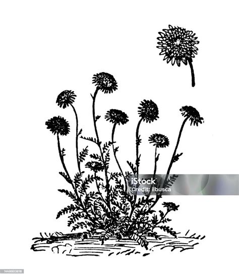 Antique Engraving Illustration Pyrethrum Roseum Stock Illustration