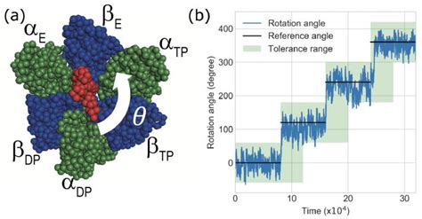 A Structure Of F 1 Atpase Motor And Counterclockwise Rotation Angle Download Scientific