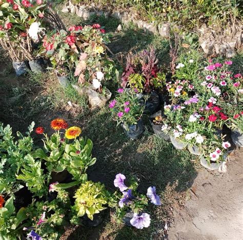 Sandha Nursary India Gardening Directory