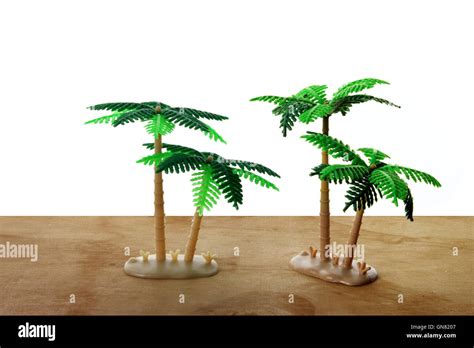 Are There Miniature Palm Trees At Stanley Musso Blog