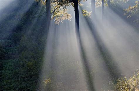 Forest Wood Misty Ray Photo Background And Picture For Free Download