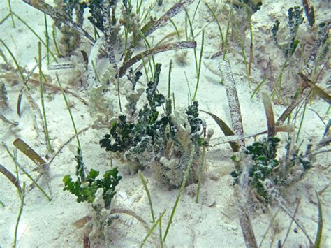 Halimeda Incrassata Calcareous Green Algae San Salvador… Flickr