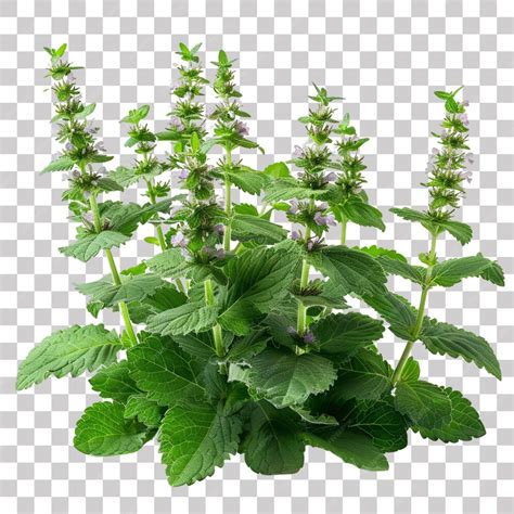 Potted Fresh Catnip Plant Premium Ai Generated Psd