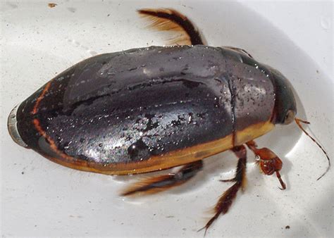 Diving Beetle Life Cycle At Ronald Mulligan Blog