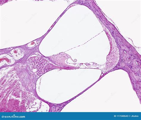 Inner Ear Cochlea Stock Image Image Of Tissue Spiral 117240643
