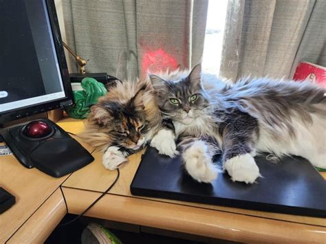 Parallel Processing Rthinkcat