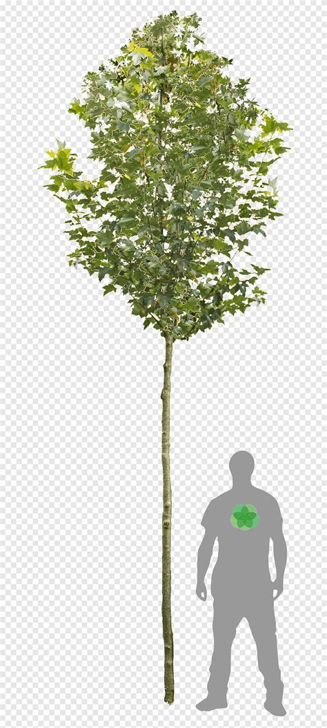 Acer Cappadocicum Acer Campestre Norway Maple Red Maple Shrub Maple Branch Png PNGEgg