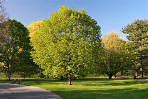 How To Grow And Care For Sugar Maple Trees Gardeners Path