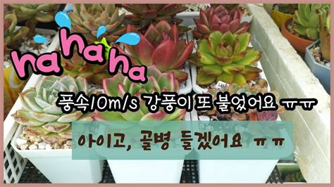 7월7일 옥상 선반 뒤집어지고 며칠 후 풍속10ms 강풍이 불었습니다 하루 걸러 강풍주의보네요 옥상다육이 다육식물 초보다육이 고층 옥상 Youtube