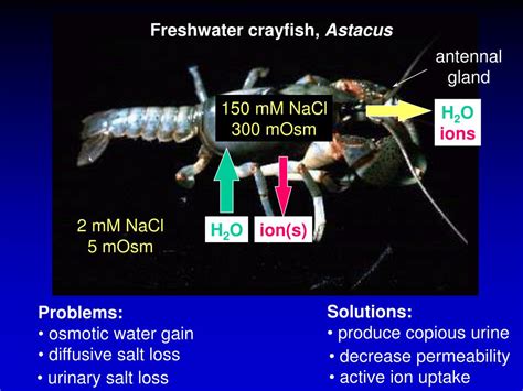 Ppt Hypo Osmotic Hypo Ionic Regulation Powerpoint Presentation