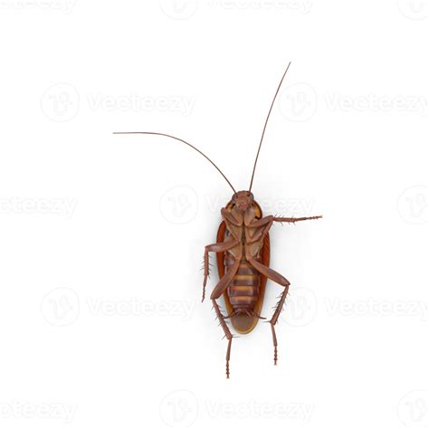 Close Up American Brown Cockroach 25138521 Png