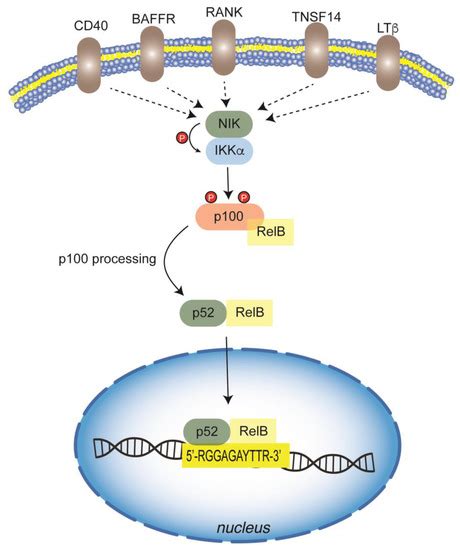 New Insights Into Nf κb Signaling In Innate Immunity Focus On